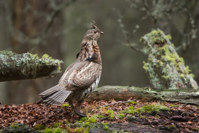 New Hampshire Ruffed Grouse and Woodcock Seasons Start October 1 ...