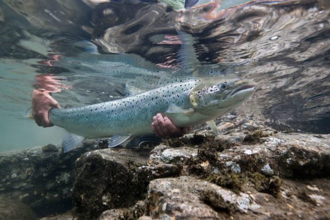Five Stages of Fly Fishing - Sporting Classics Daily