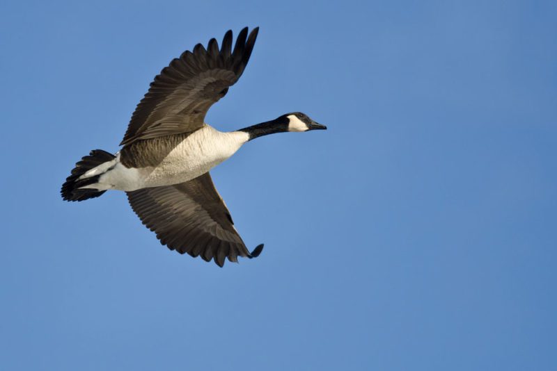 Colorado Waterfowl Forecast - Sporting Classics Daily