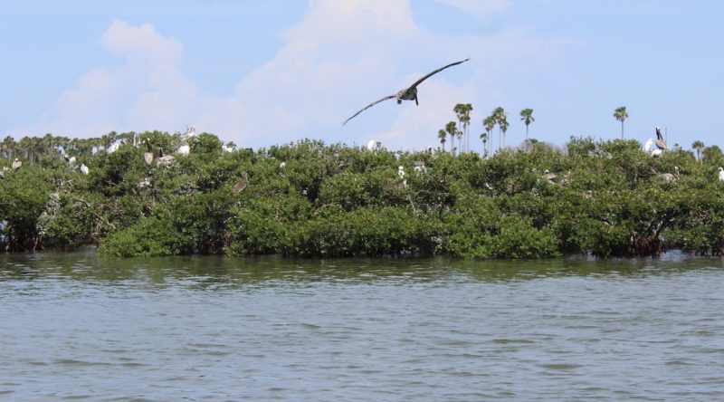 A Deep Dive Into The Imperiled Indian River Lagoon - Sporting Classics ...