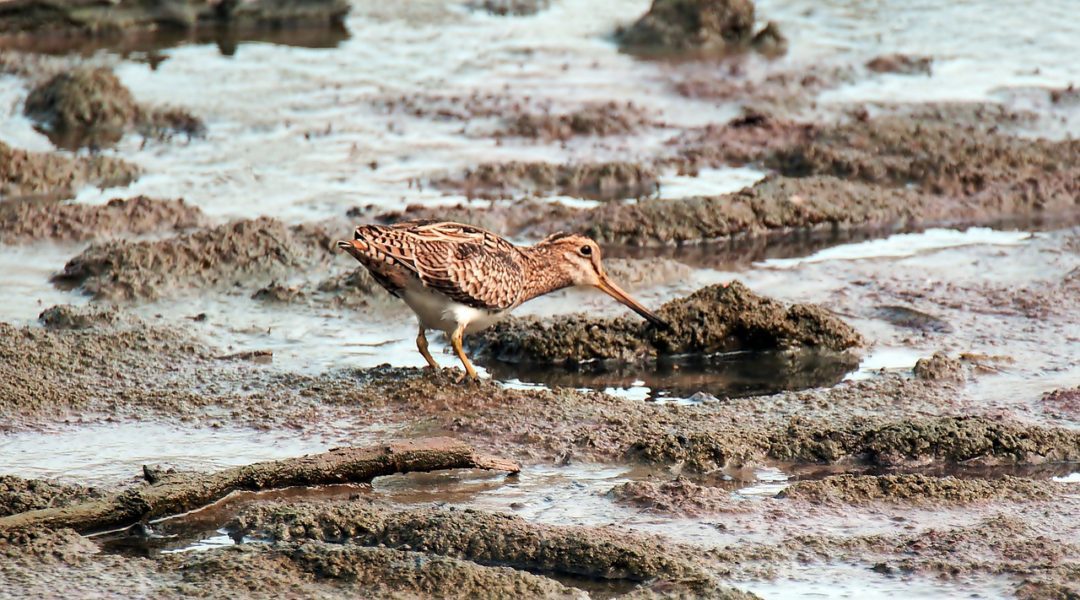 Try Snipe Hunting — No Joke! - Sporting Classics Daily