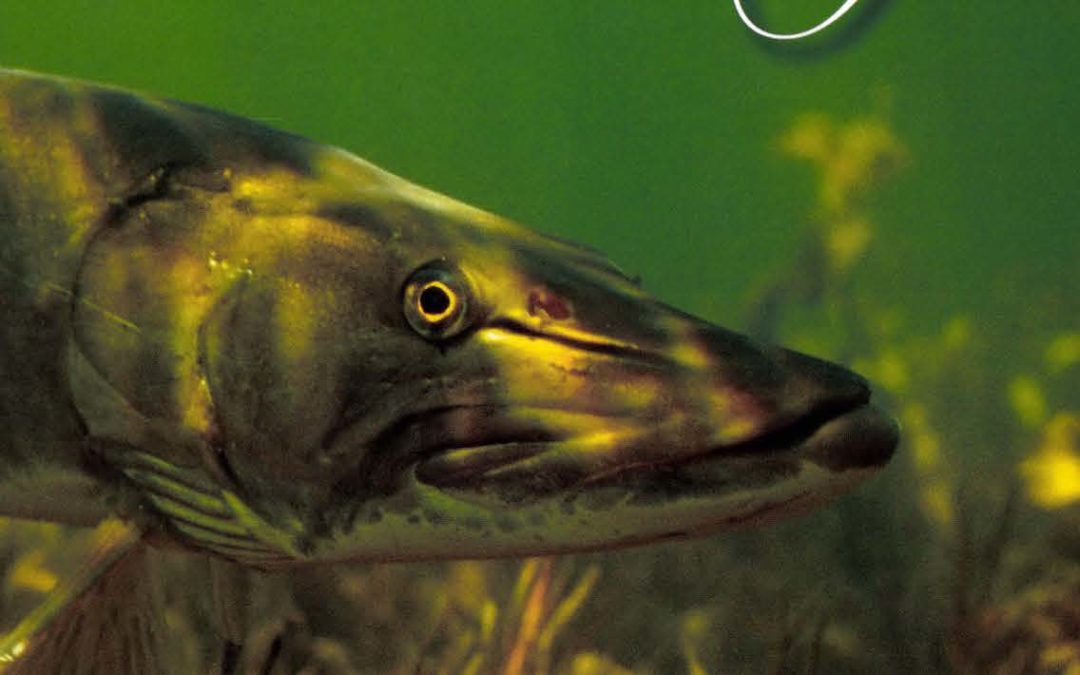 The Fish Of 10 000 Casts Sporting Classics Daily The Fish Of 10 000 Casts Sporting Classics Daily