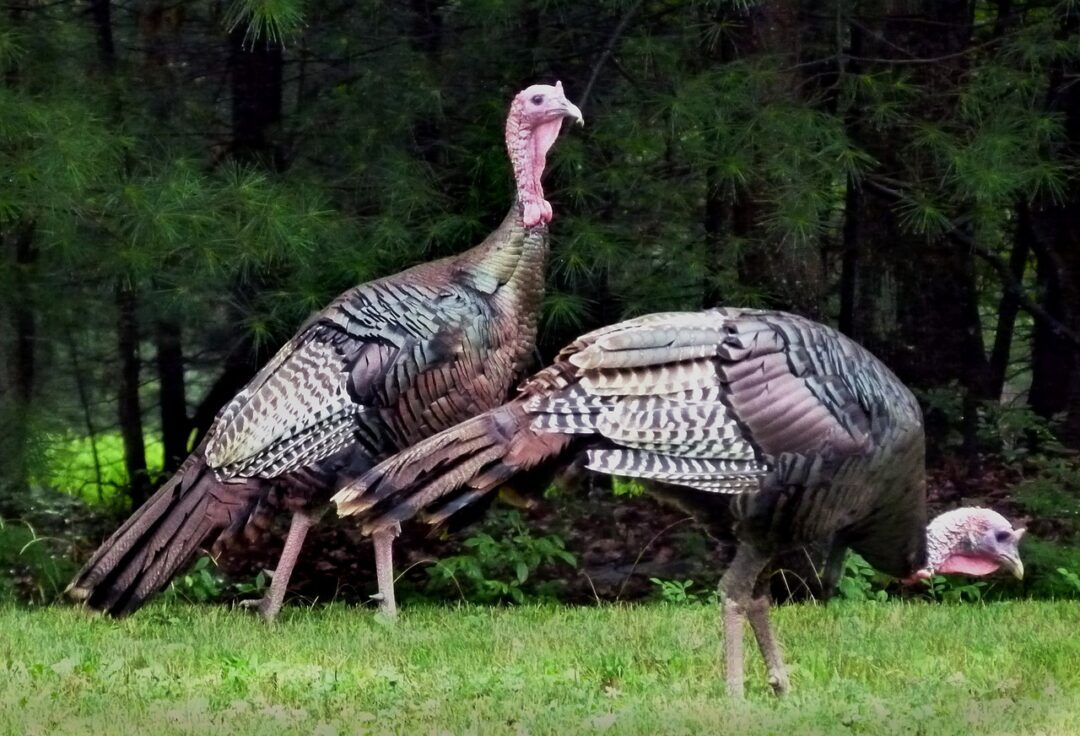 A Step-by-Step Guide to Caping a Turkey - Sporting Classics Daily