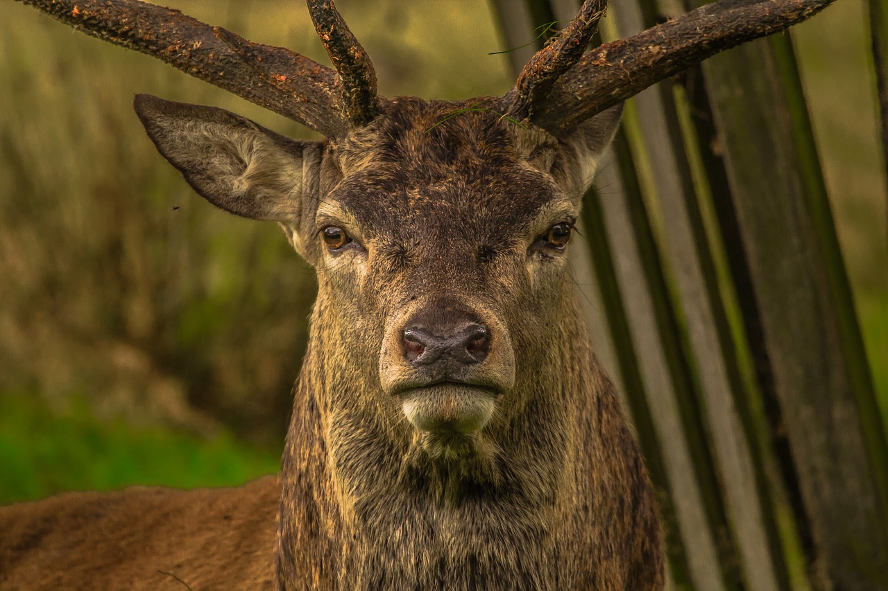 Deer Urine: Cologne of the Gods - Sporting Classics Daily