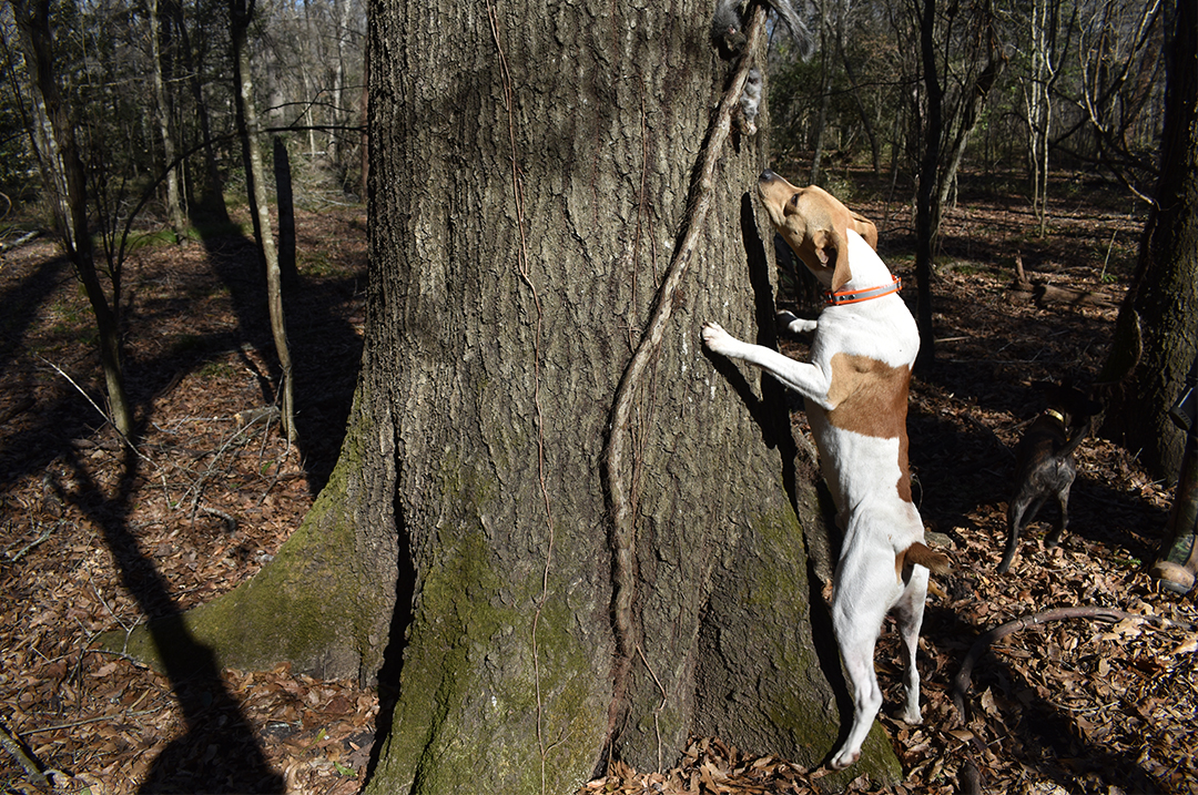 EP 160: Squirrel Hunting - Sporting Classics Daily