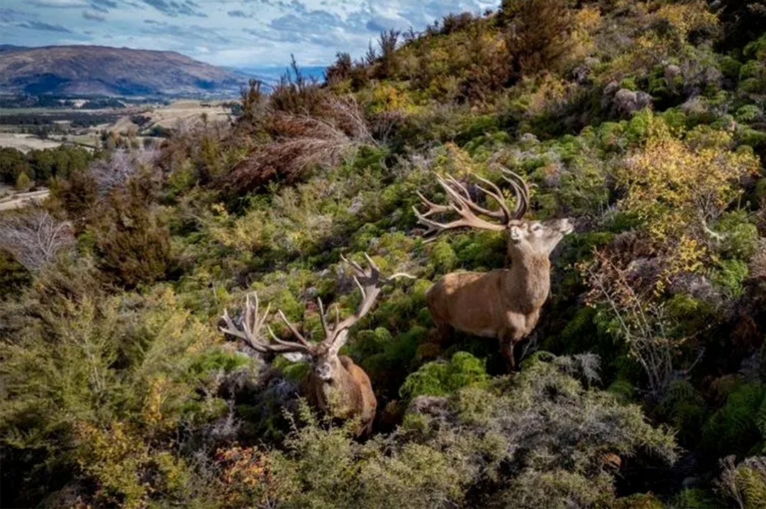 John Scurr New Zealand Hunting Tours - Sporting Classics Daily