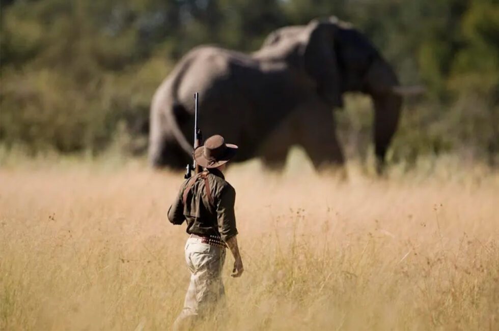 Recent Ruling Sparks New Debate Over Elephant Hunting – Sporting ...