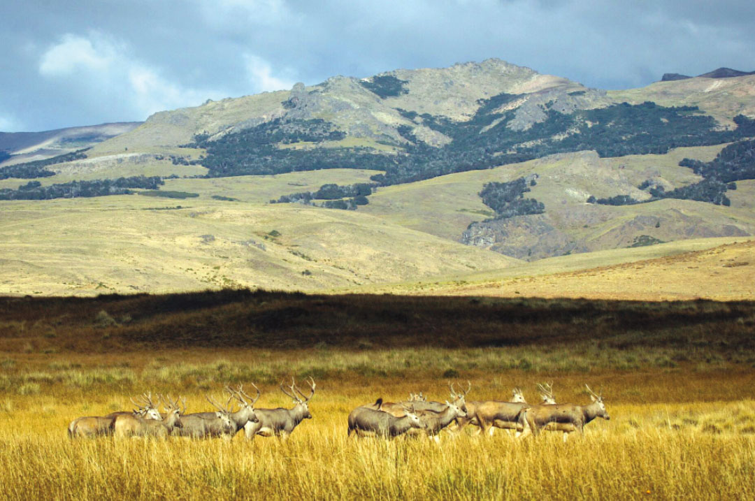 Pere David’s Deer: Back from the Brink - Sporting Classics Daily