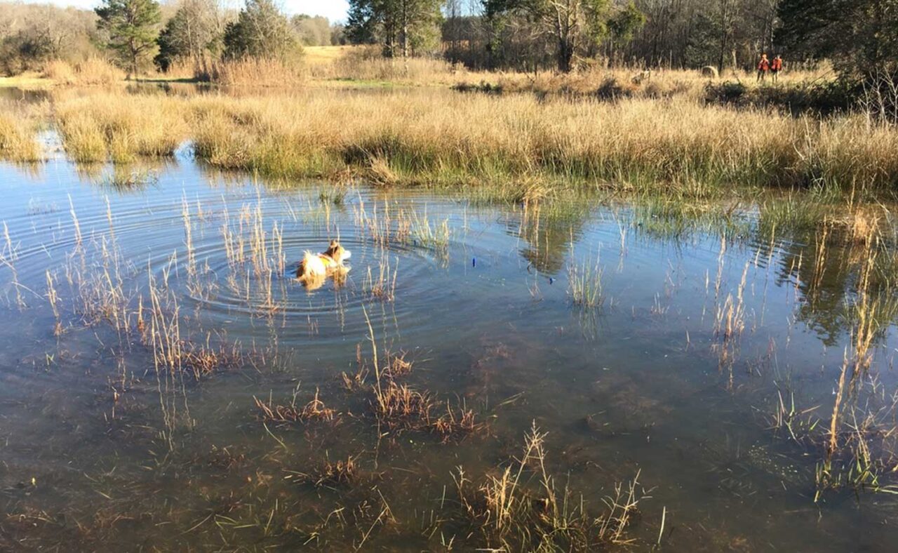 The Tail of the Mangy Mutt - Sporting Classics Daily