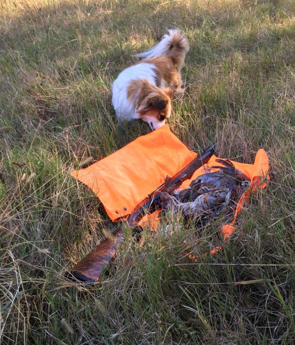 The Tail of the Mangy Mutt - Sporting Classics Daily