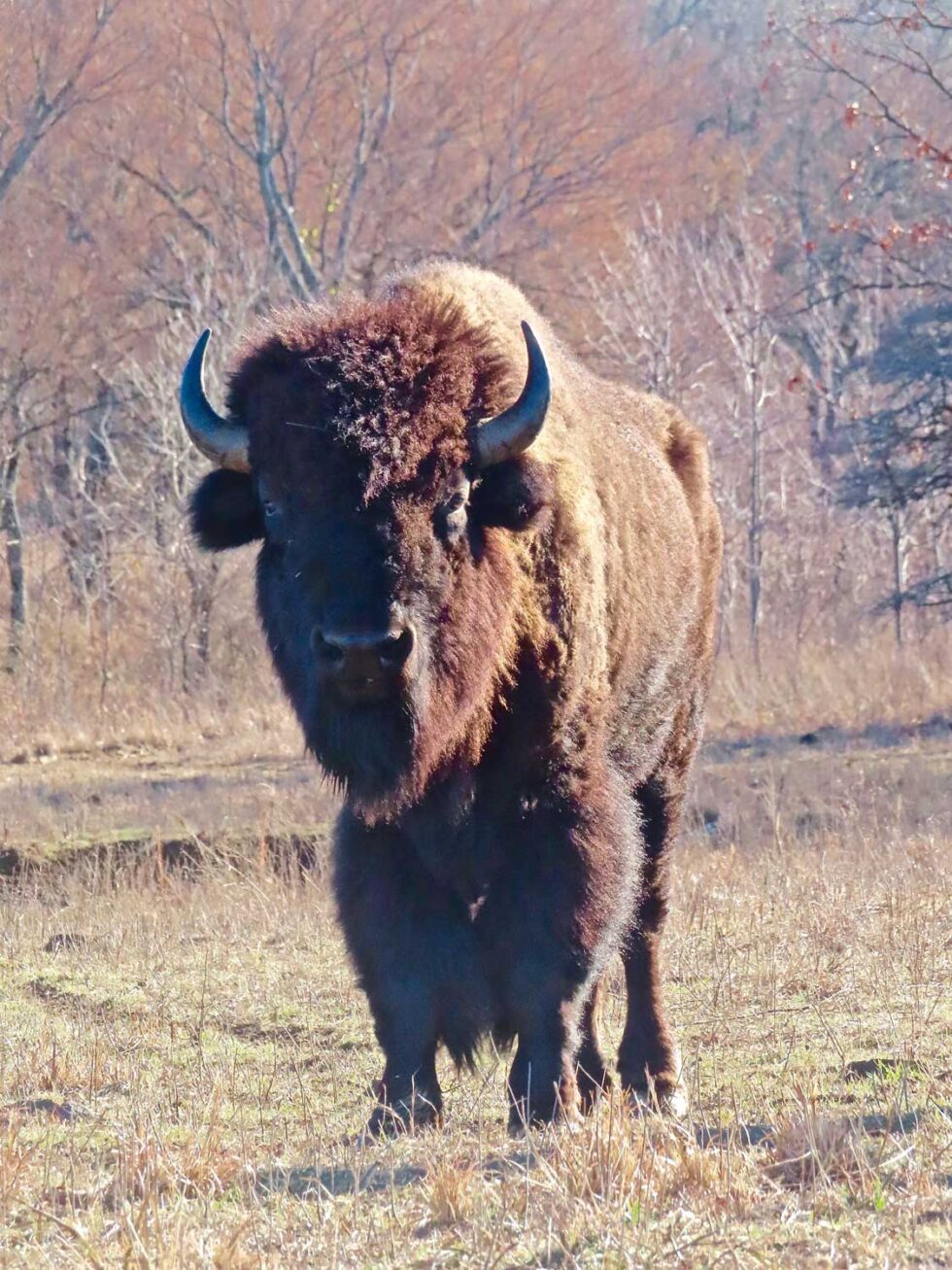 Buffalo on the Choctaw! – Sporting Classics Daily