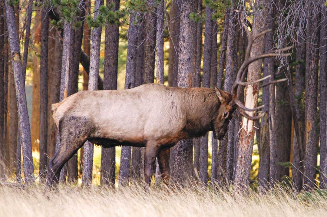 Elk Camp - Sporting Classics Daily