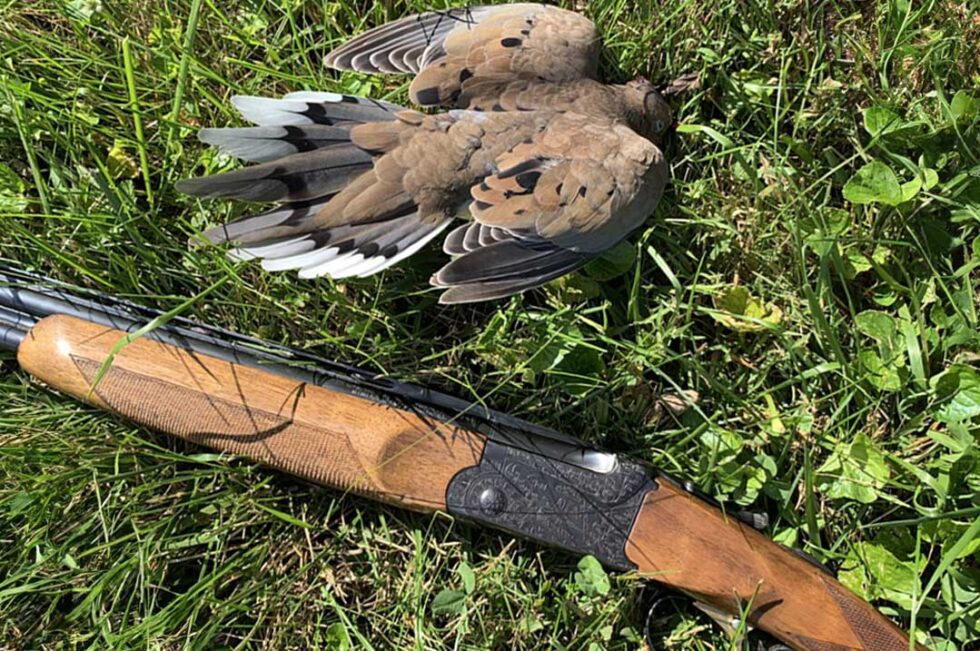 Dove Song - Sporting Classics Daily